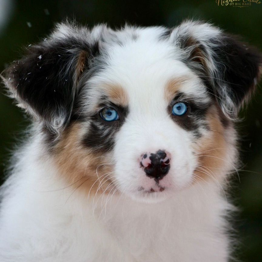 Австралийская овчарка, щенок