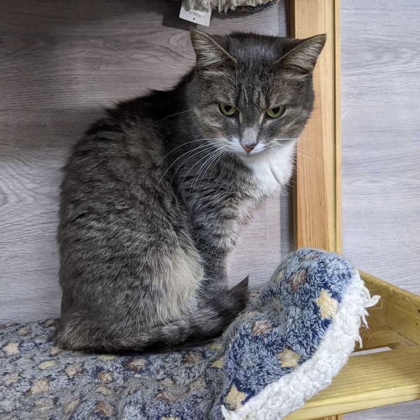 Кошка ищет дом