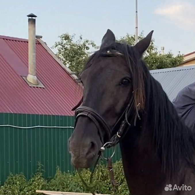 Кабардинский мерин