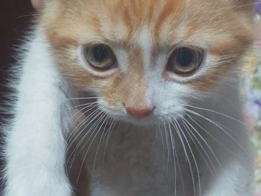 Котенок ищет заботливых хозяев