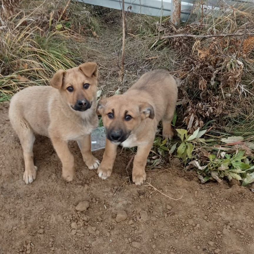 Отдадим щенят в добрые руки