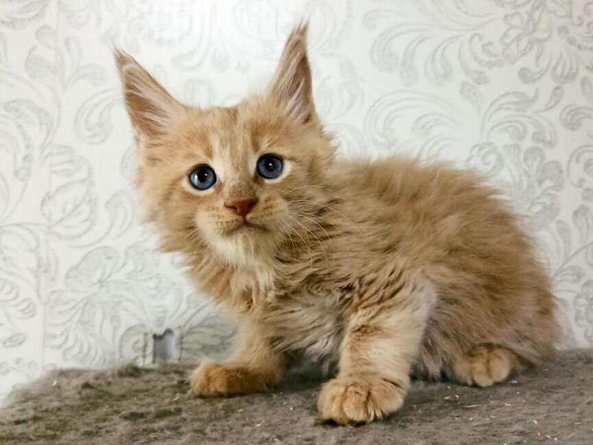 Котята мейн-кун