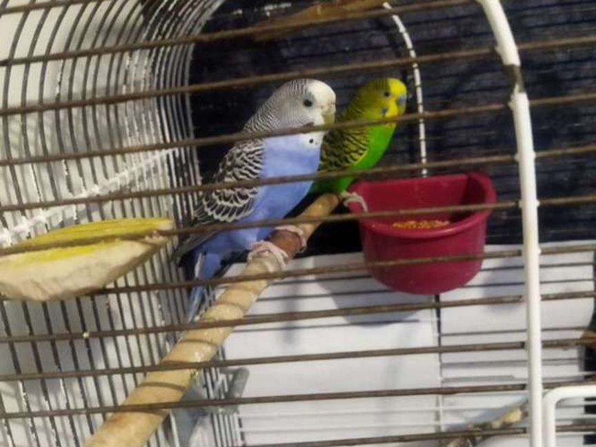 Волнистый попугай