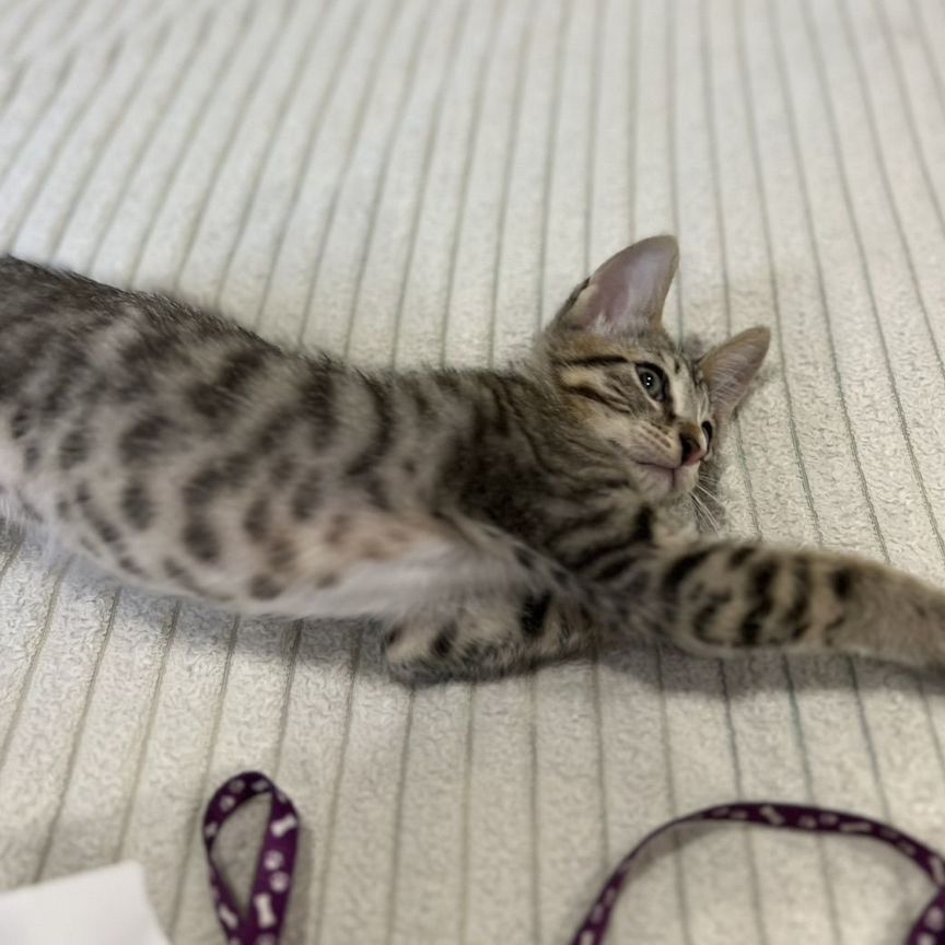 Котёнок в добрые руки