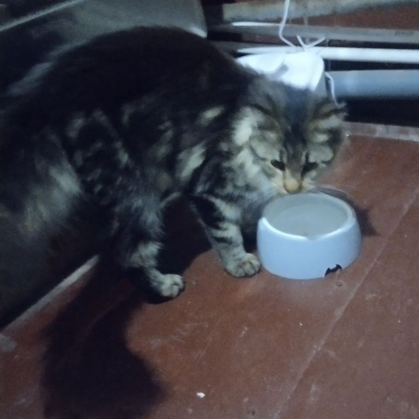 Мейн-кун котёнок