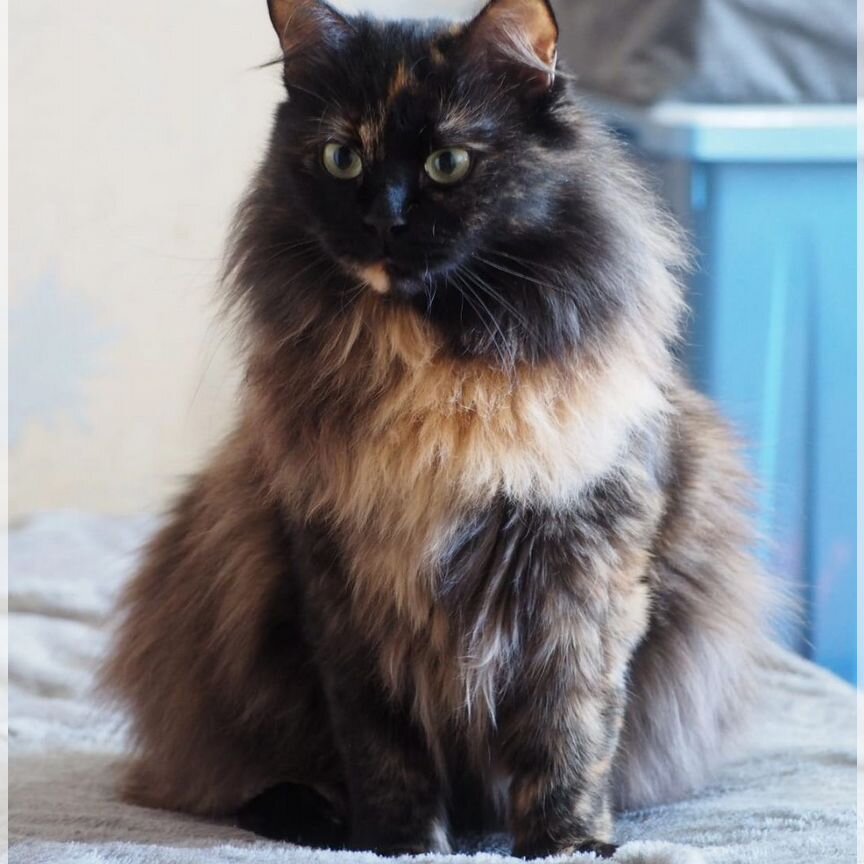 Кошка в добрые руки