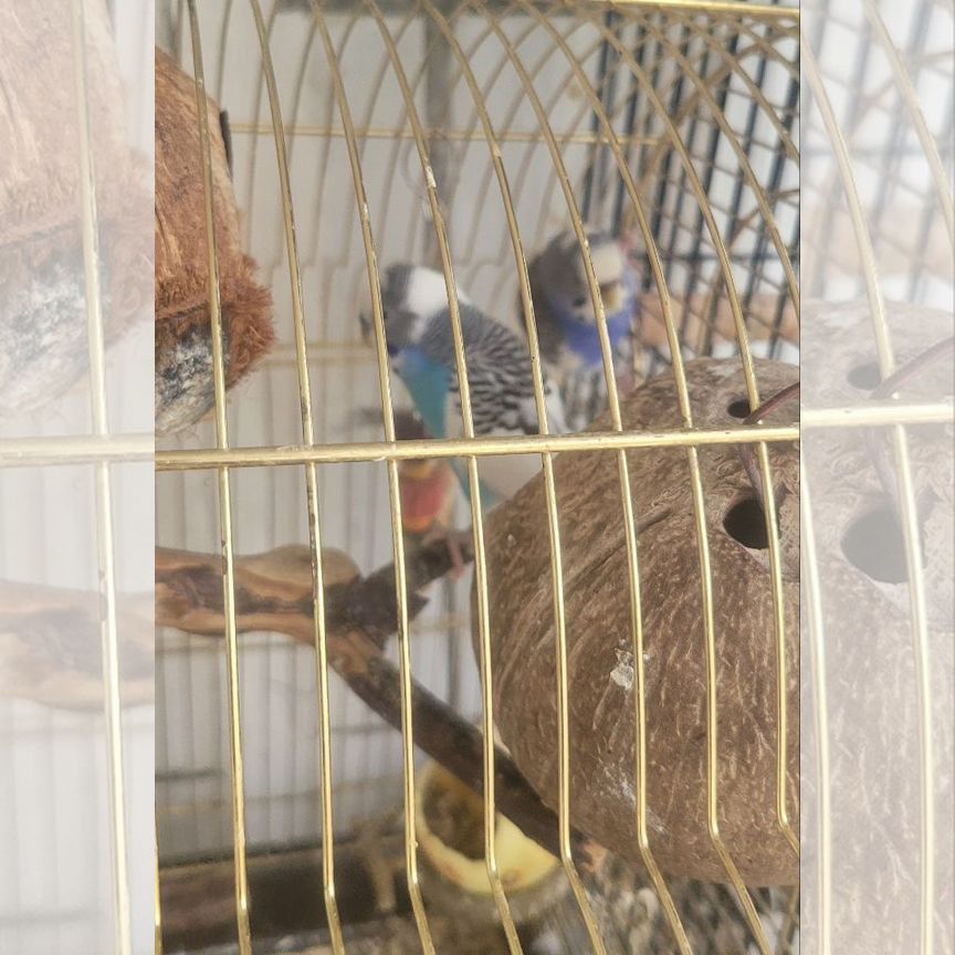 Волнистый попугай