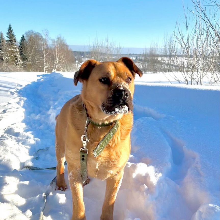 Идеальная собака Рой ищет дом