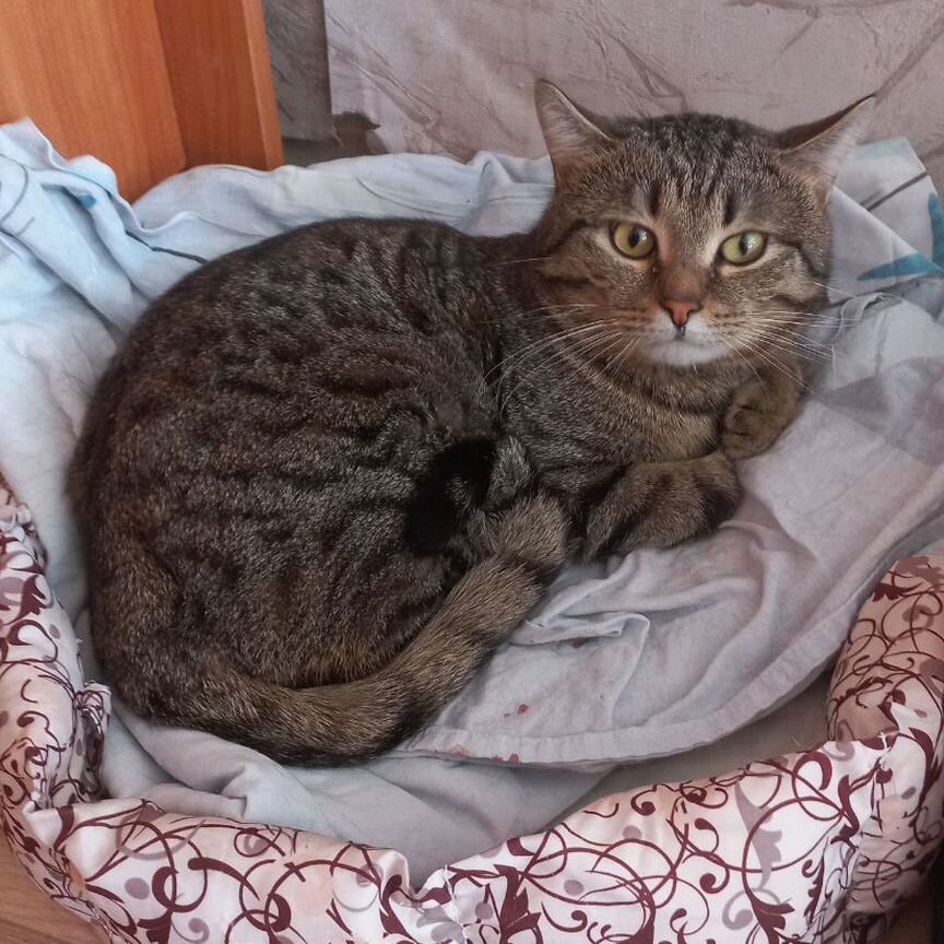 Взрослый кот в добрые руки