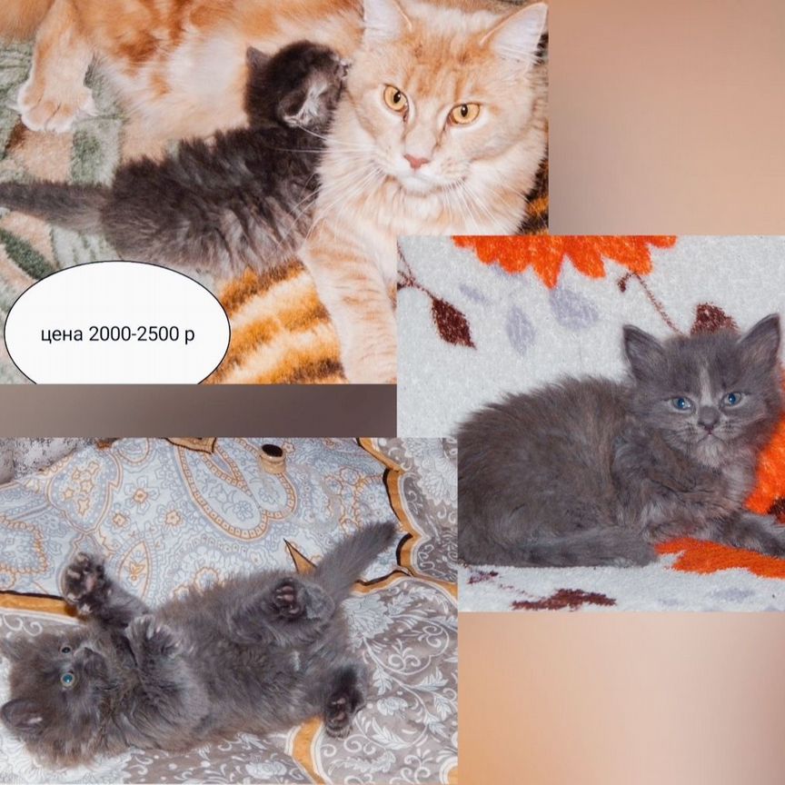 Милые котята от мэйнкуна