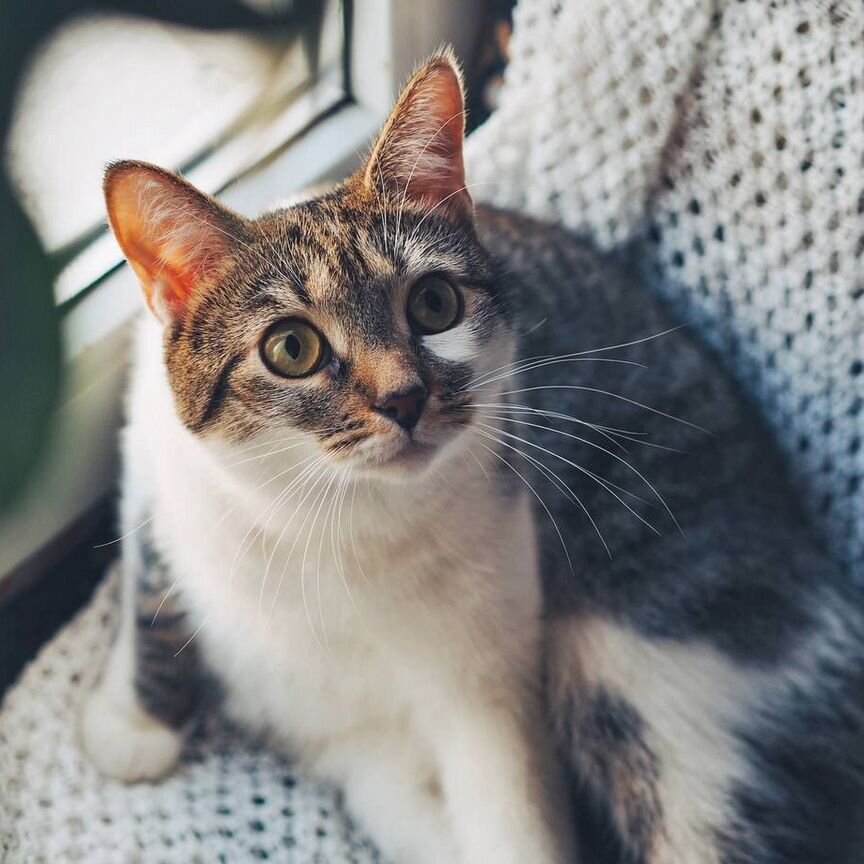 Кошечка в добрые руки