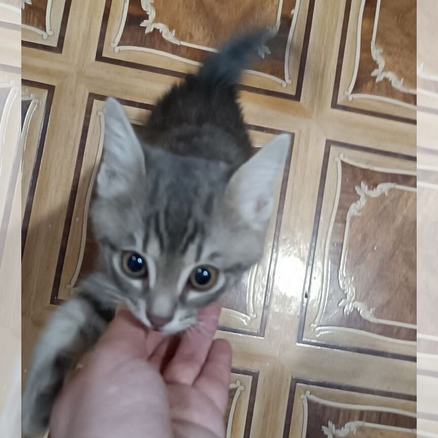 Сибирский котёнок