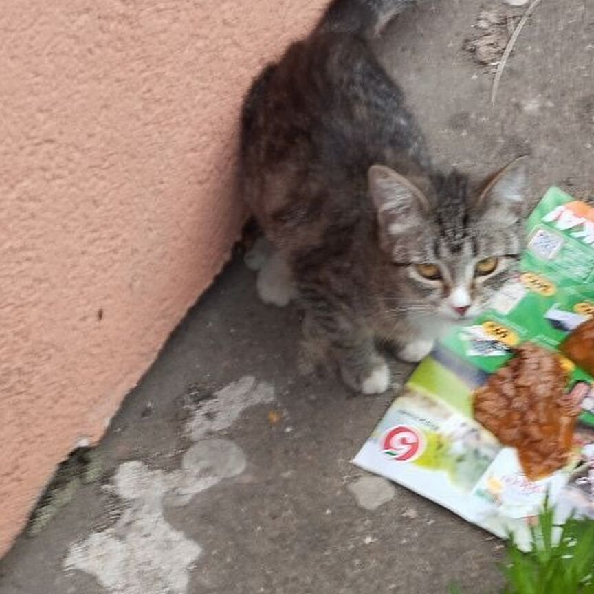Котёнок в добрые руки
