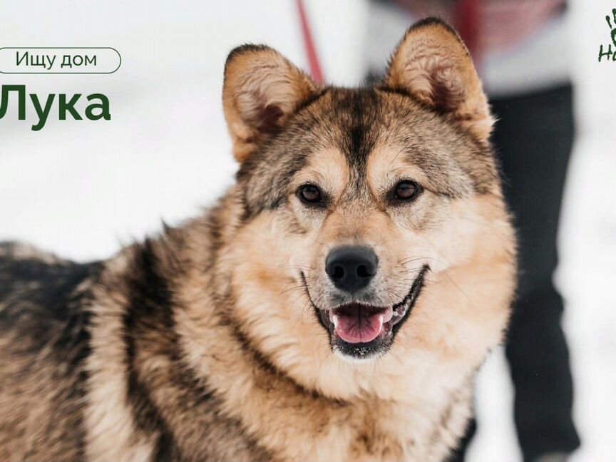 Сибирская лайка в добрые руки бесплатно