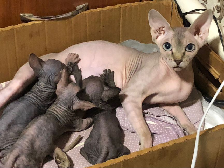 Канадский сфинкс