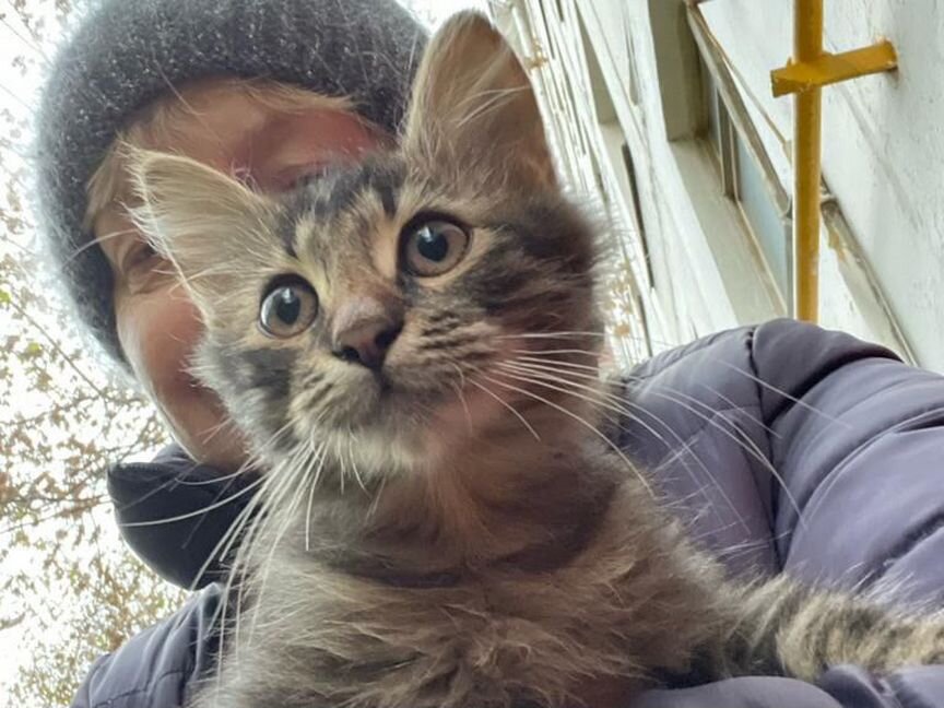 Котенок в добрые руки