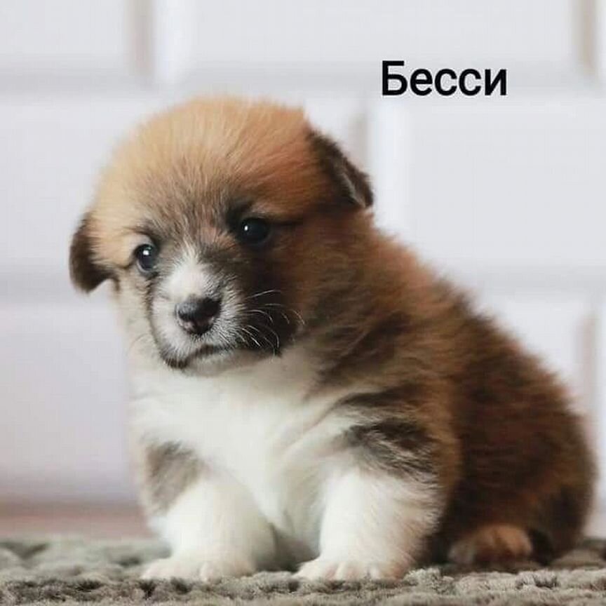 Корги