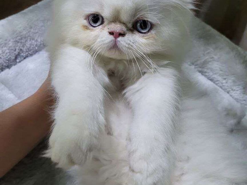 Продам котенка