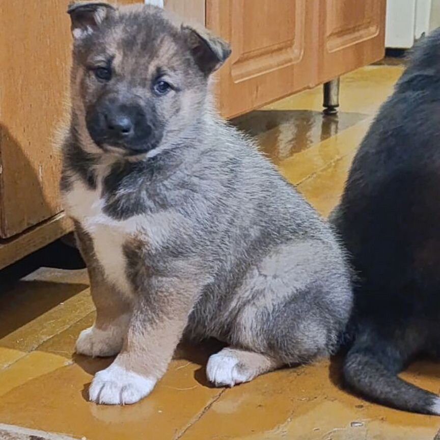 Щенок в добрые руки