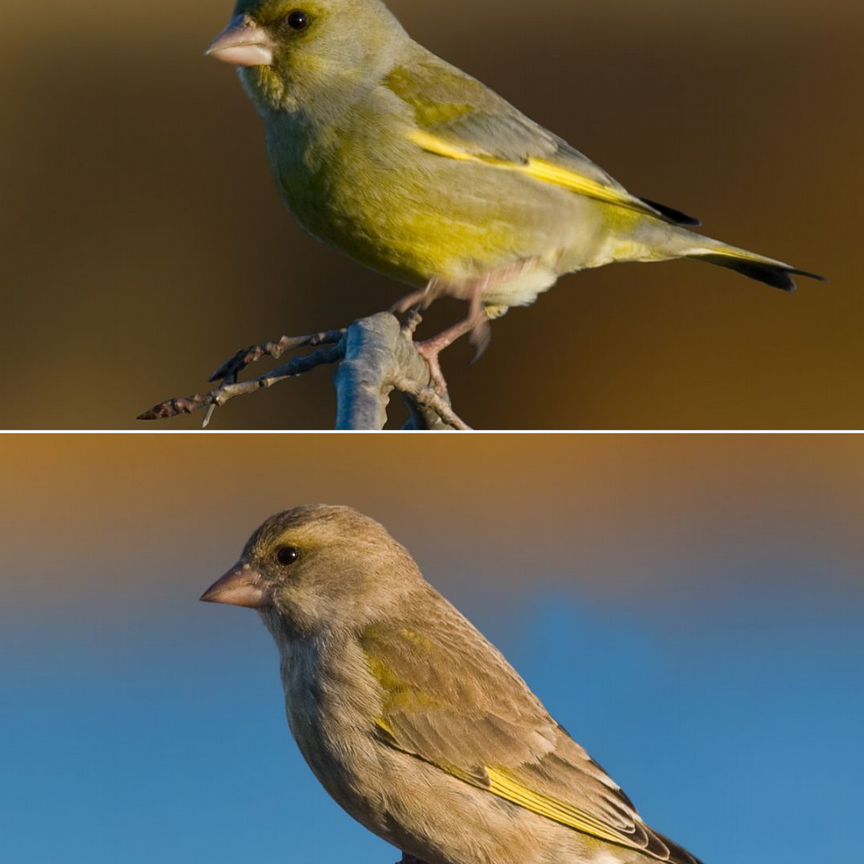 Певчие птицы - зеленушки