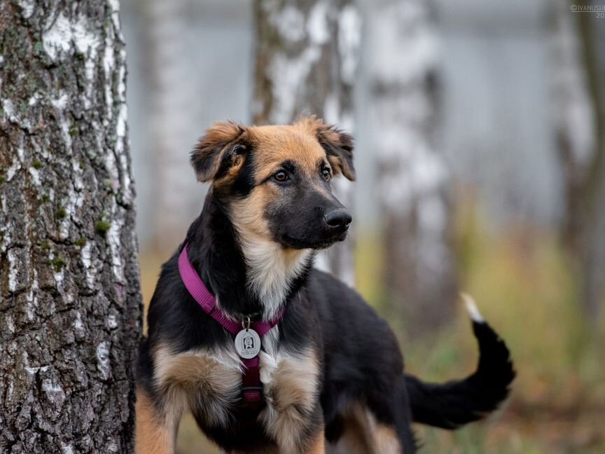 Сева ушастик