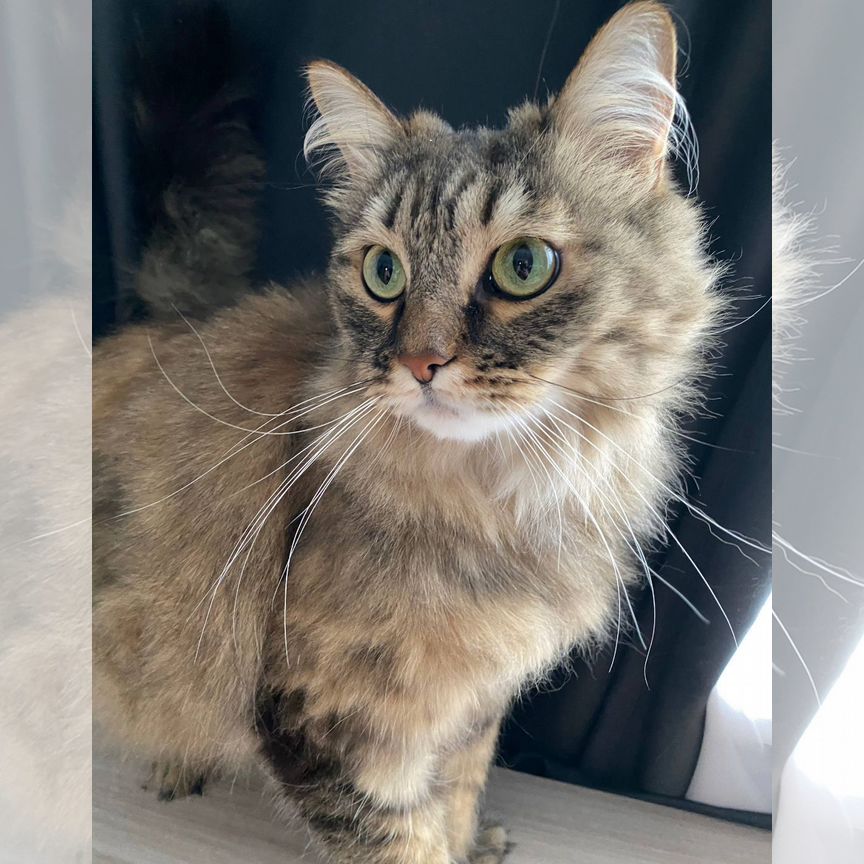 Сибирский, взрослый кот