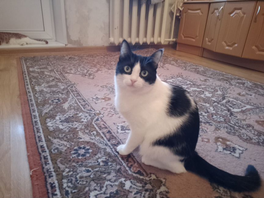 Кошка Шоня