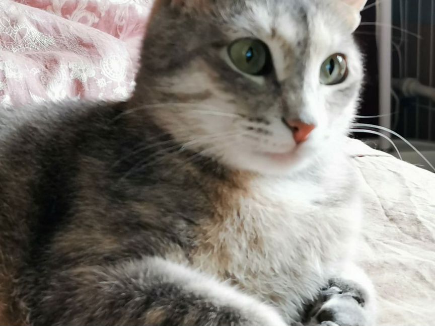 Кошечка Маня