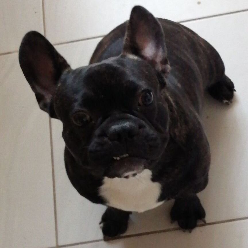 Случка французский бульдог