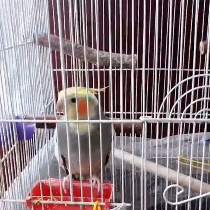 Попугай корелла с клеткой