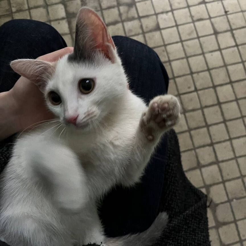 Маленькая ласковая кошка в добрые руки