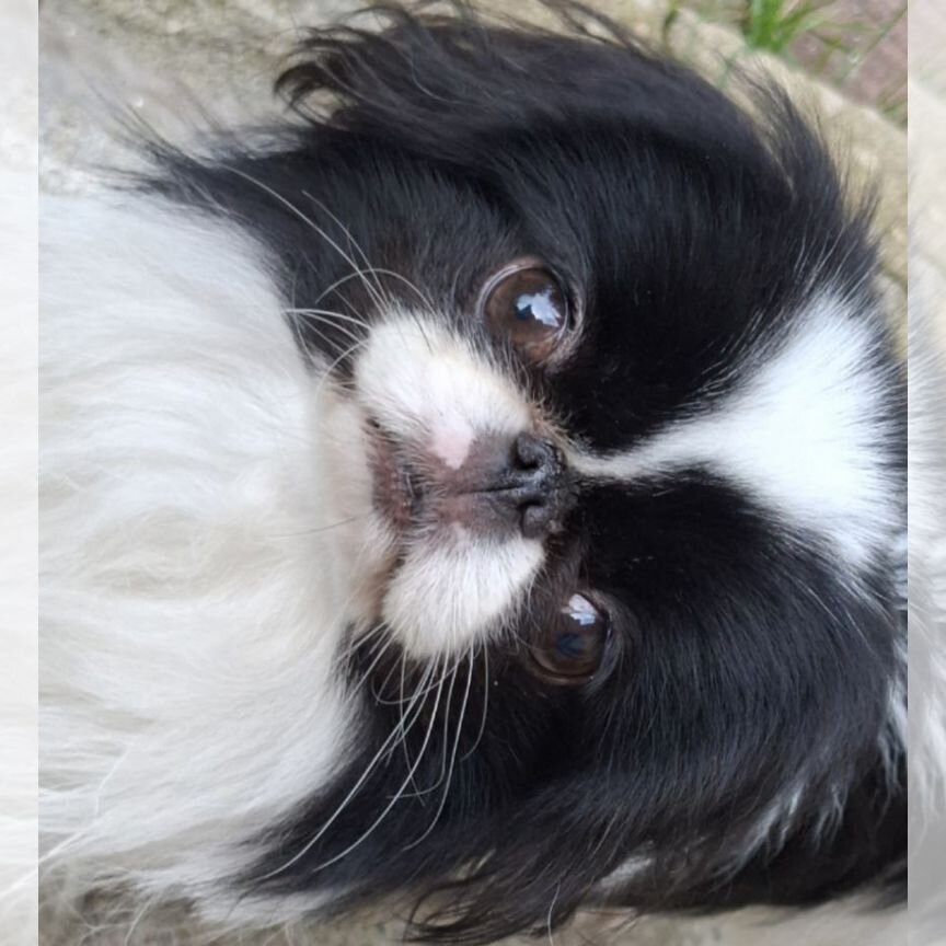 Японский хин, взрослый пёс