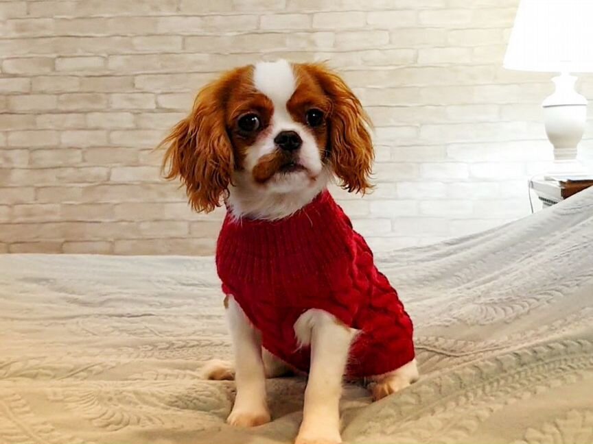 Девочки Кавалер Кинг Чарльз спаниель