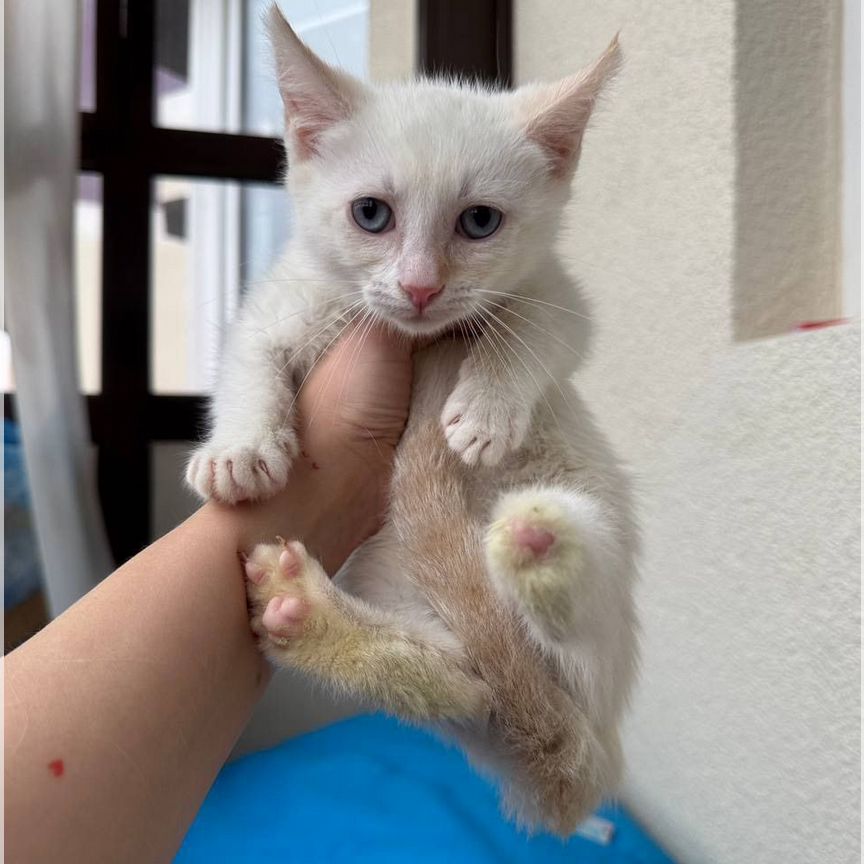 Котенок в добрые руки