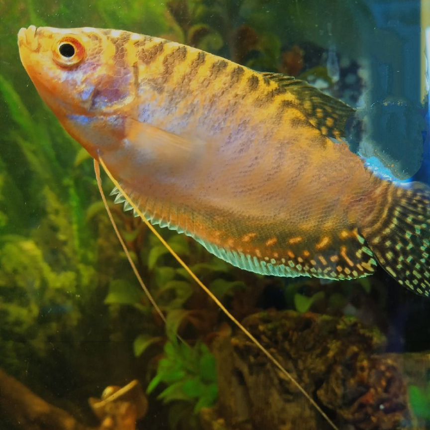 Аквариумные рыбы