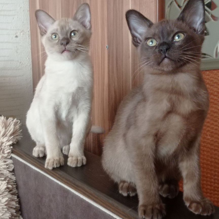 Европейский бурманский котёнок
