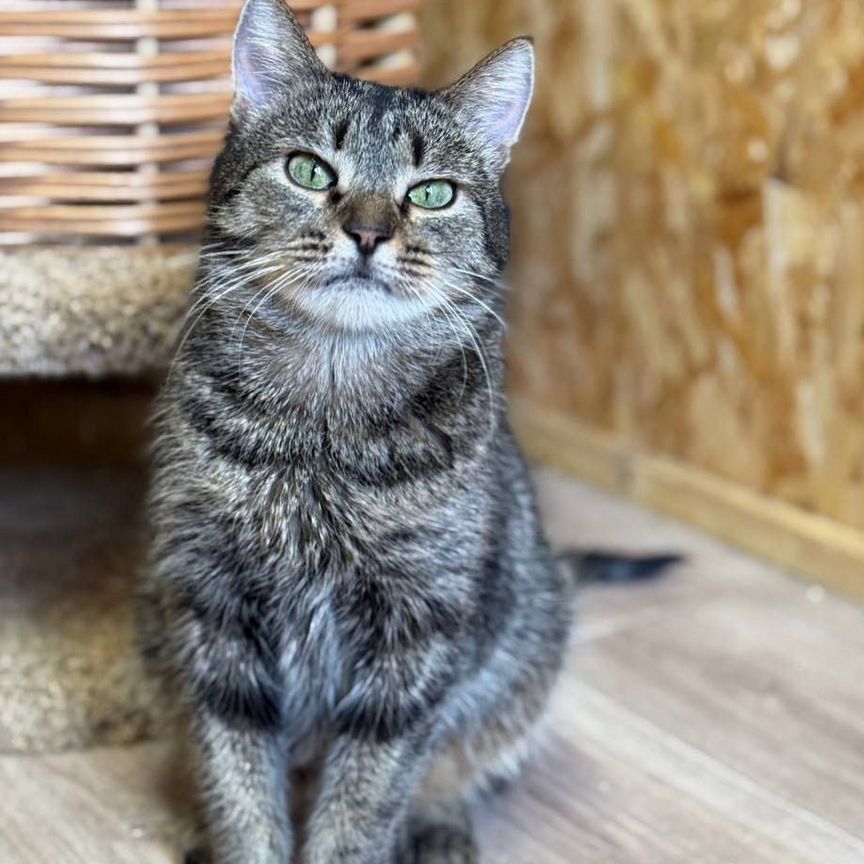 Красивая кошка бесплатно