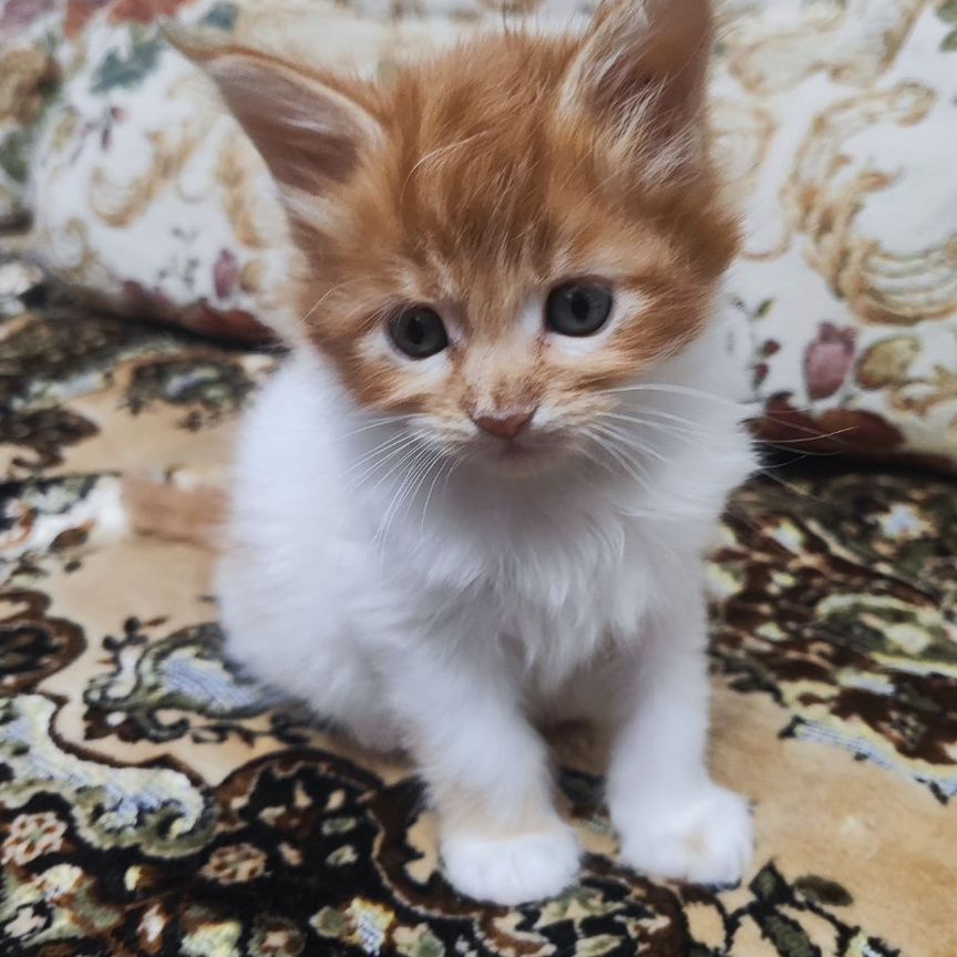 Мейн-кун котёнок