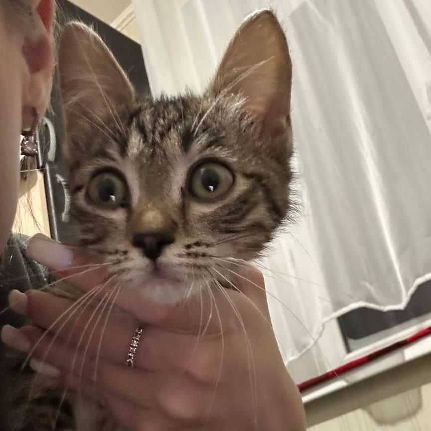 Котёнок в добрые руки