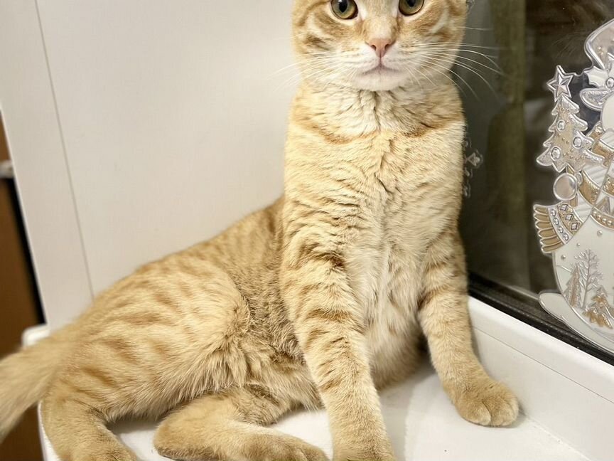 Рыжий кот в добрые руки