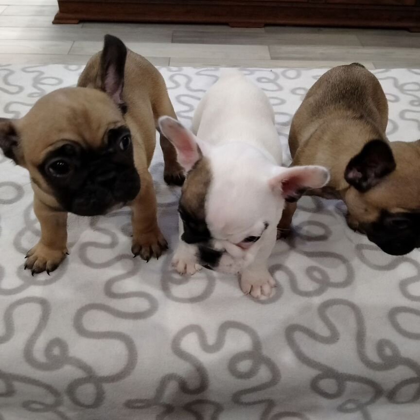 Французский бульдог щенки