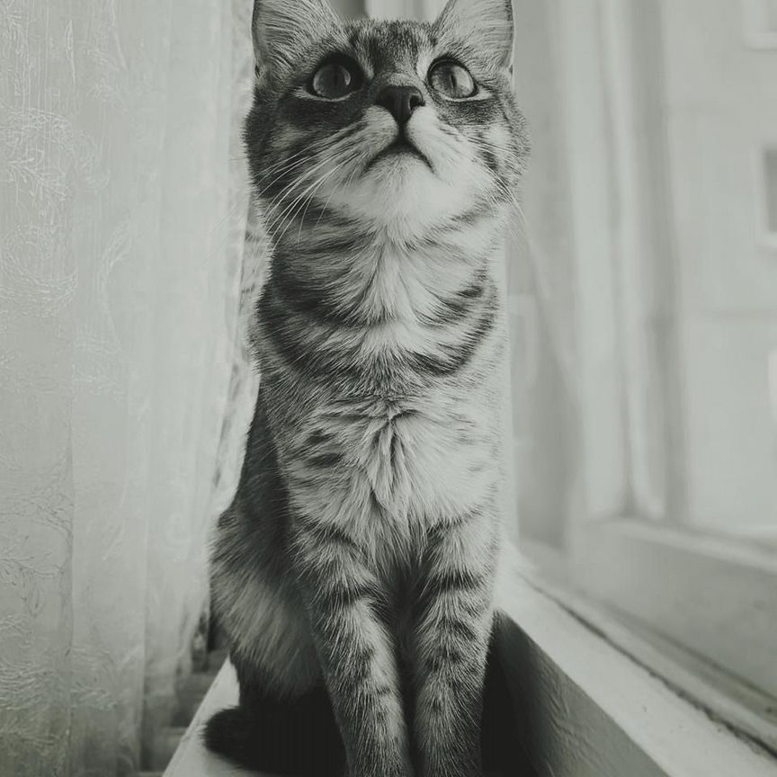 Отдам кошку в добрые руки, с приданным