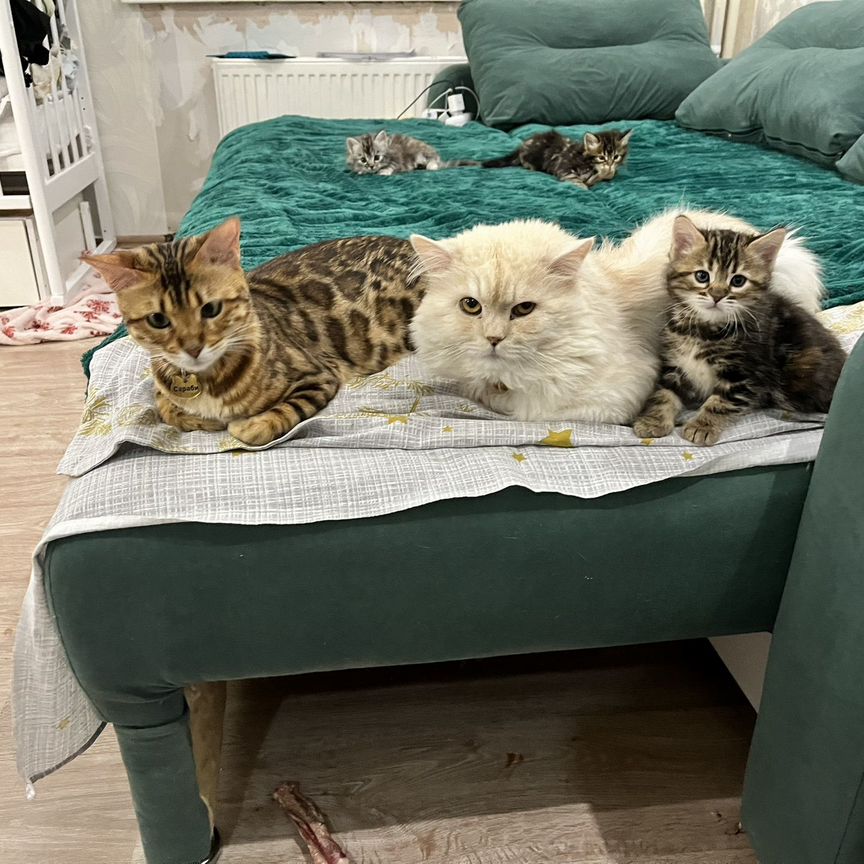 Бенгальские котята