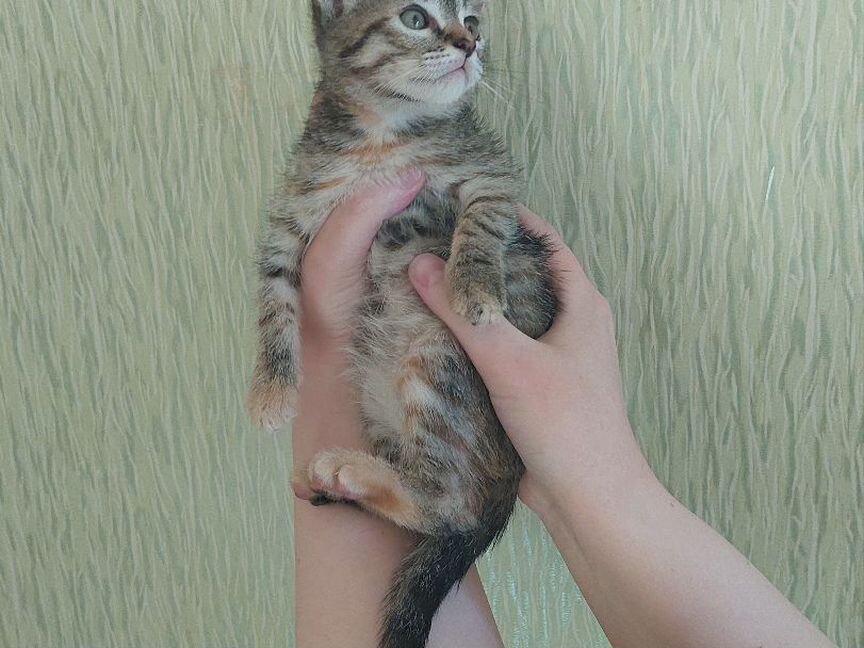 Котёнок верная подруга