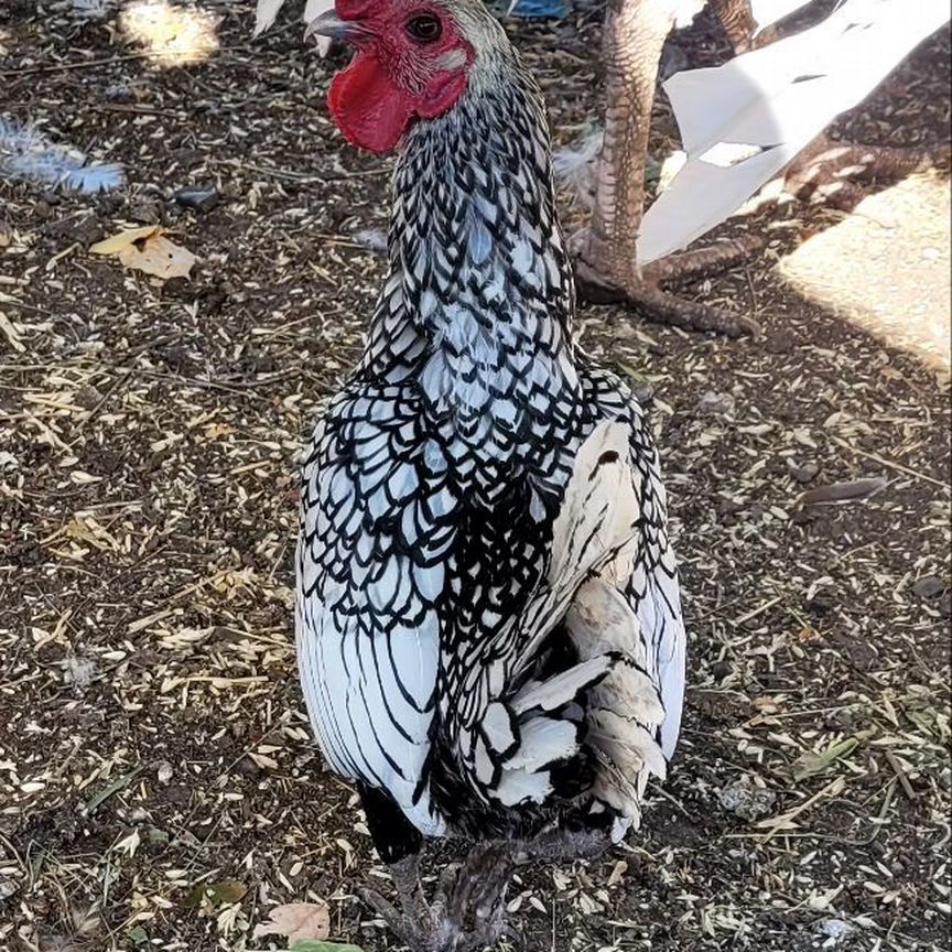 Цыплята породы Сибрайт