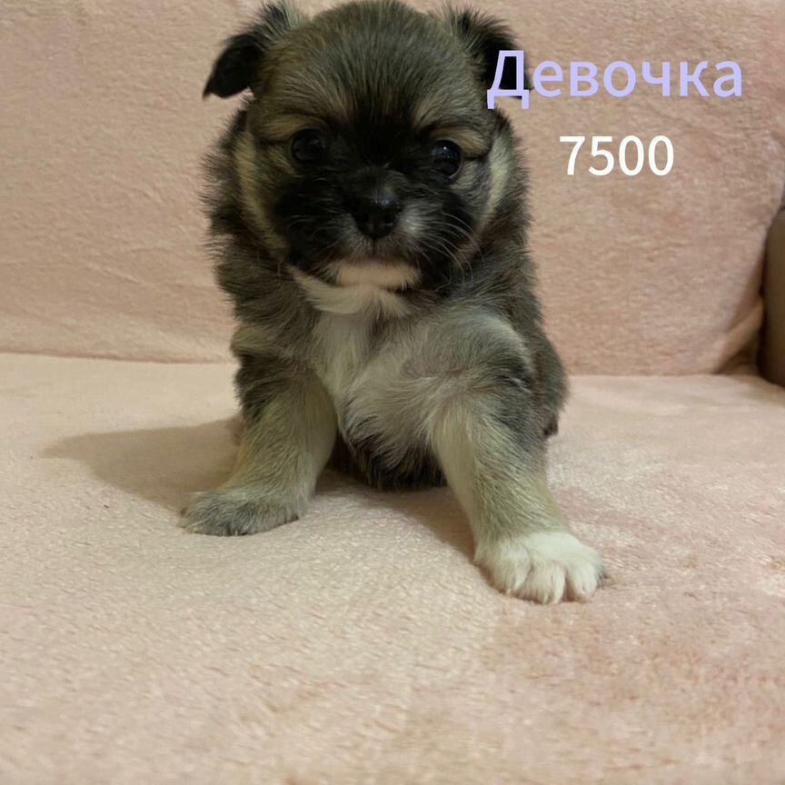 Мини шпиц