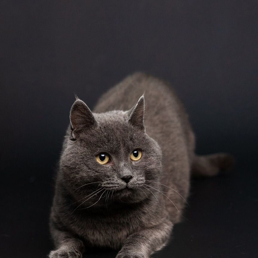 Красивый котик ищет дом