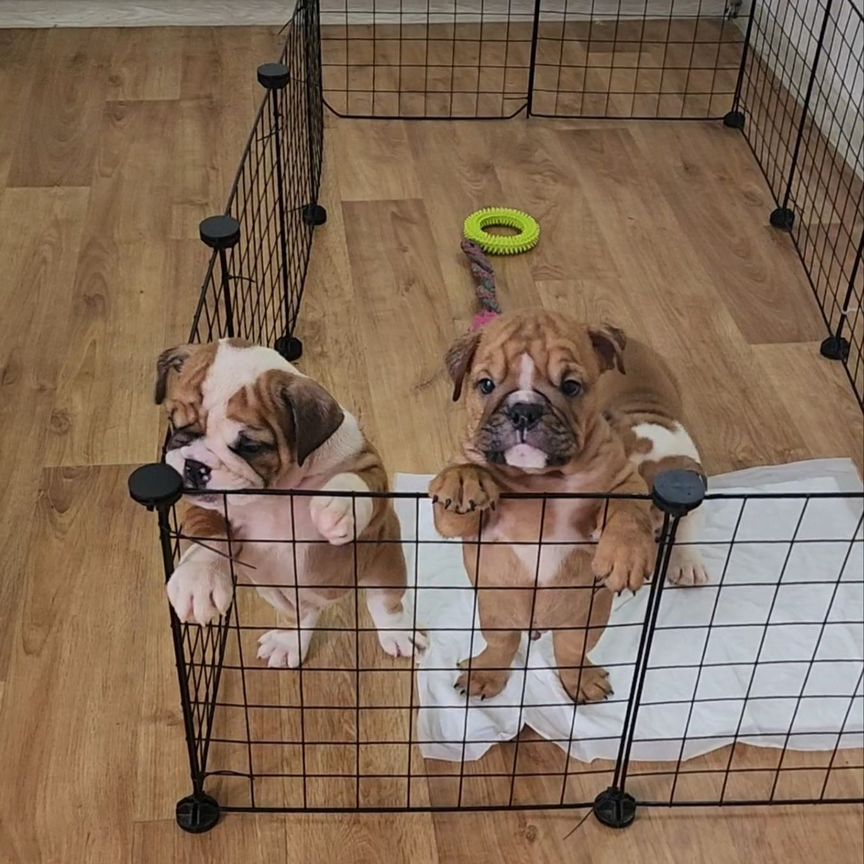 Английский бульдог