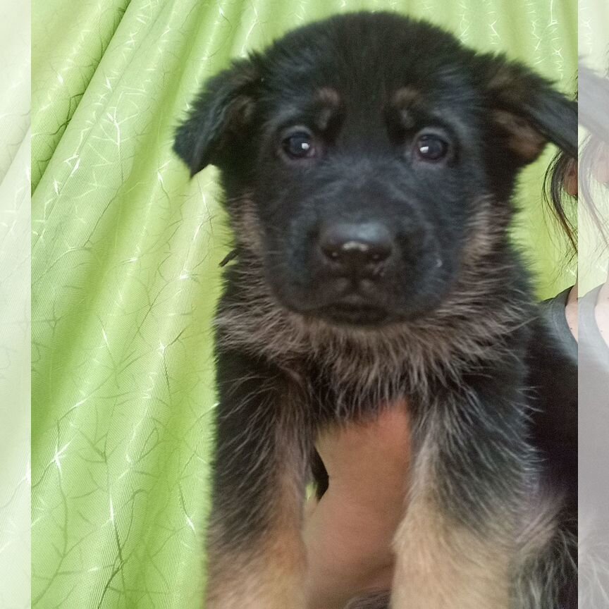 Немецкая овчарка