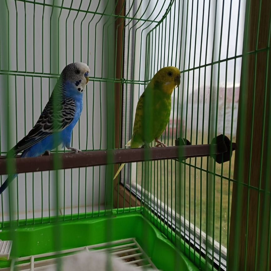 Волнистый попугай 2 шт, с клеткой